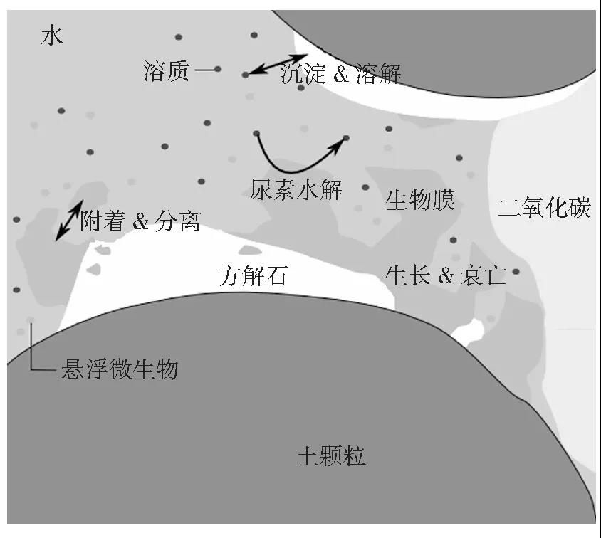 微生物诱导碳酸钙沉淀技术——城市建设中化砂为砼的神技！-技术-资讯-中国粉体网